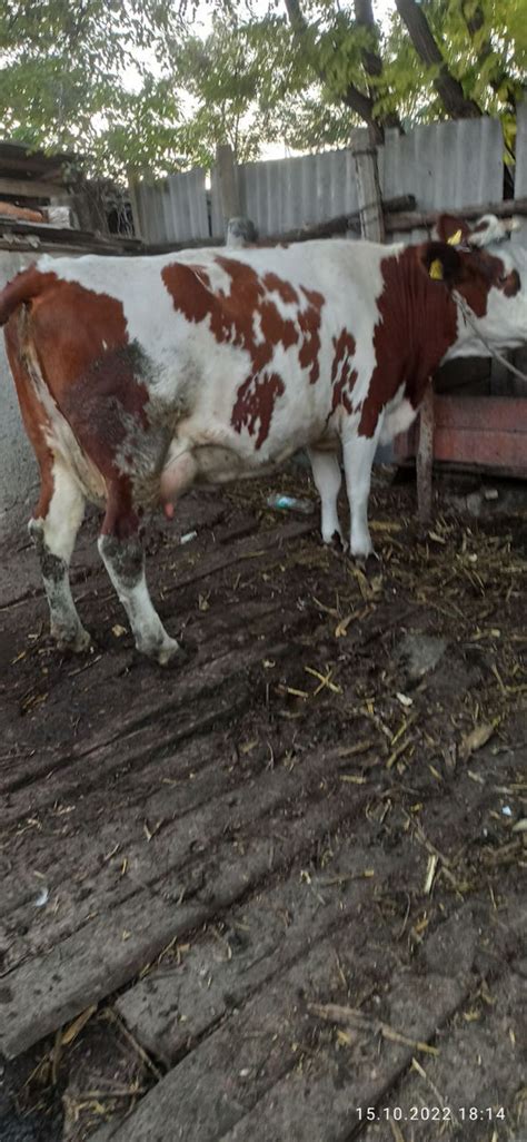 Продам корову