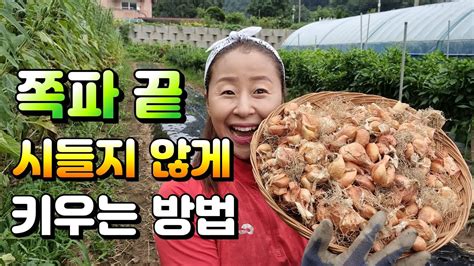 쪽파 이렇게만 하면 쪽파끝이 시들지 않고 파릇파릇 합니다 Youtube