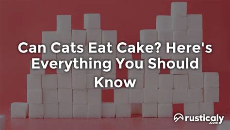 Can Cats Eat Cake With The Clearest Explanation