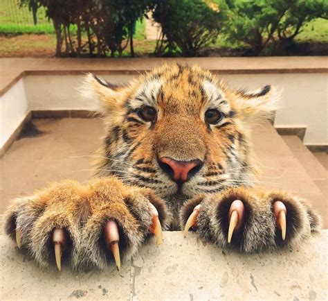Meow Teh Cute