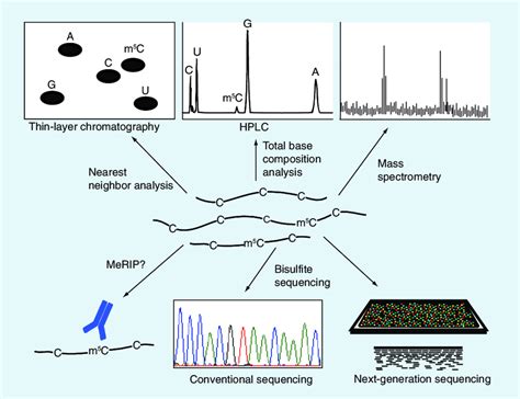 Approaches To 5 Methylcytosine Detection In Rna Methods Represented By Download Scientific