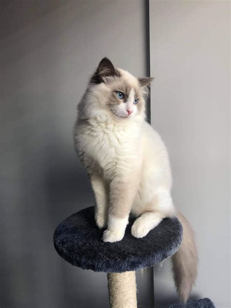 Энэ дэлхий дээр Ragdoll гэх энэ үүлдэр шиг дэндүү сайхан ааштай