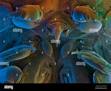 Pandarus Copepod Coloured Scanning Electron Micrograph Sem Of A