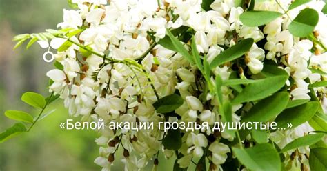 «Белой акации гроздья душистые...». Выращивание. Размножение. Фото ...