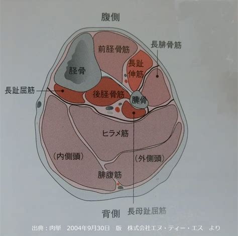 第二の心臓