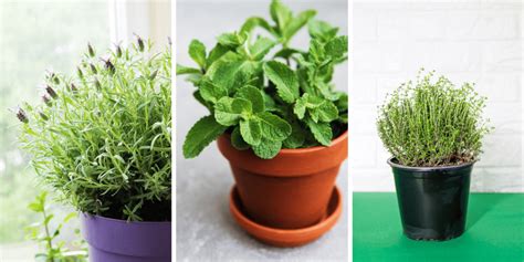 Get Rid Of Ants With These 7 Ant Repelling Plants