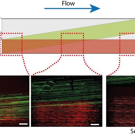 A Typical Sample Of Sorting Capability In Dld Download Scientific Diagram