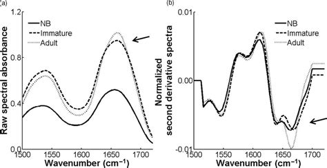 A Average Raw Absorbance Spectra And B Second Derivative Spectra