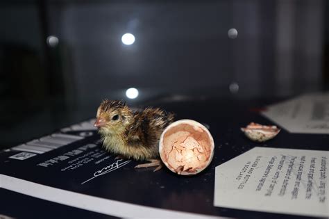 Quail Egg Chick Free Photo On Pixabay Pixabay