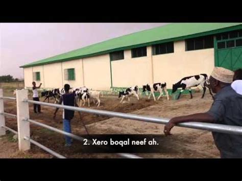 Green Valley Dairy Farm Oo Loo Turjumay Af Soomaali Qaybta II