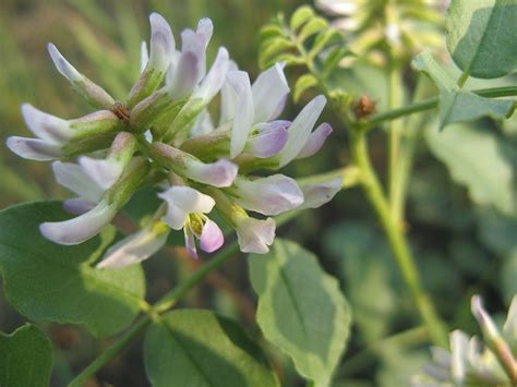 Glycyrrhiza uralensis - Изображение особи - Плантариум