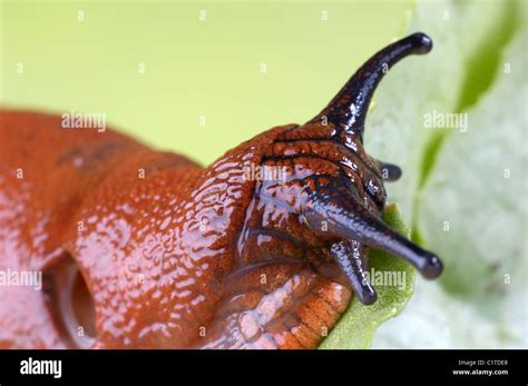 Garden Slug Eating Hi Res Stock Photography And Images Alamy