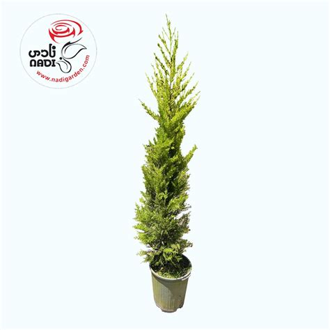 کاج لاوسون آرایشی طراحی فضای سبز و فروش اینترنتی گل و گیاه