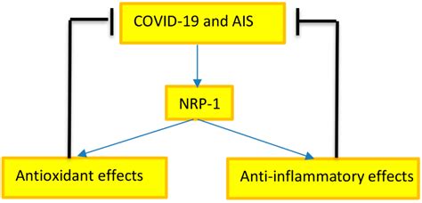 Biomedicines Free Full Text Role Of Neuropilin 1 In COVID 19