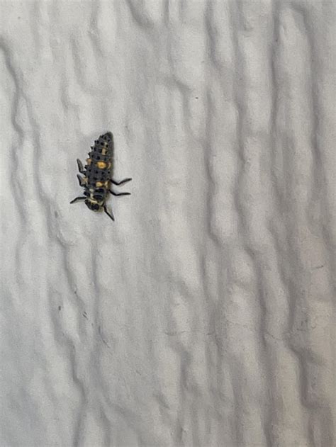 Lady Bug Babies Rladybugs