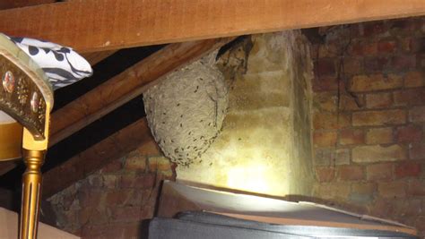 Vermin Proofing Your Home Is It Really Necessary IOA Building Inspections