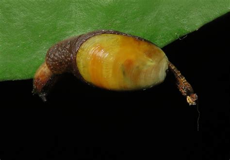Yellow Shelled Semi Slug Parmarion Martensi Bali Wildlife