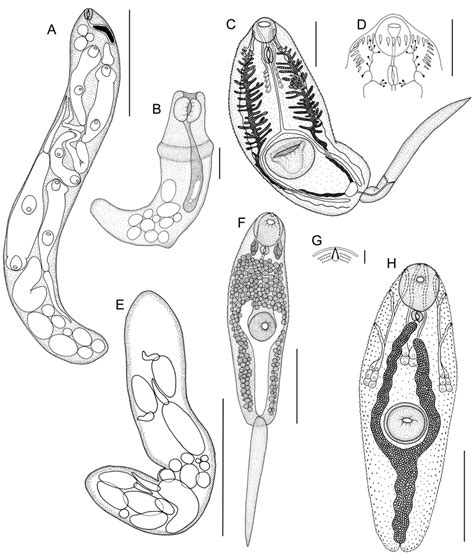 Line Drawings Of The Larval Trematodes A D Himasthla Sp A Mature