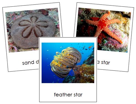 Invertebrates Echinoderms