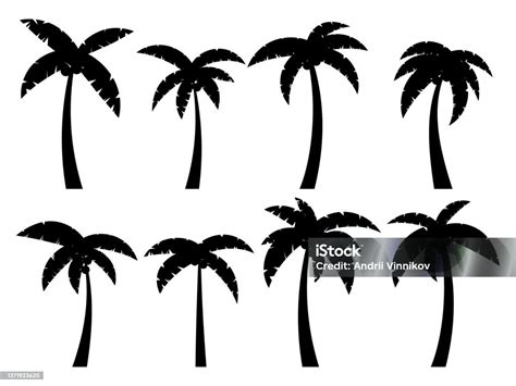 흰색 배경에 검은 야자수 포스터 배너 및 홍보 제품을 위한 열대 야자수 실루엣 세트 여름 시간 벡터 일러스트레이션 0명에 대한 스톡 벡터 아트 및 기타 이미지 Istock