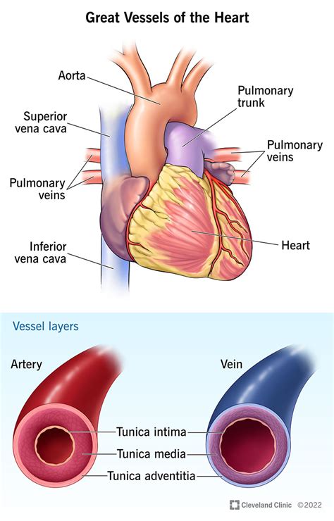 Arteries Veins And Capillaries