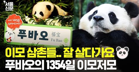 [영상] “푸바오 가지마” 비와 눈물 쏟아진 마지막 배웅