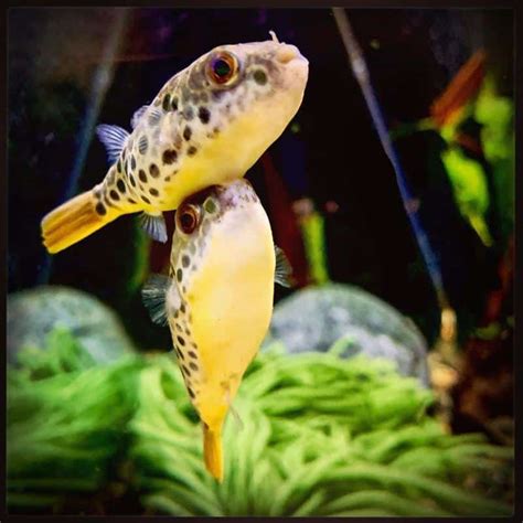 Pea Puffer Care Size Diet Tank Mates And More The Aquarium Life