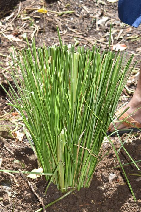 Vetiver Grass Ministry Of Agriculture And Waterways Fiji