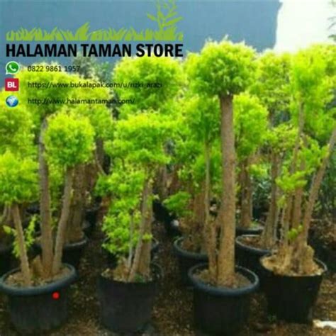 Wajib Tahu Gambar Tanaman Hias Anting Putri Paling Dicari Informasi