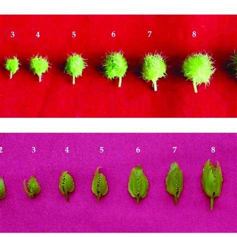 Pollen Grains Of Passiflora Using A Light Microscope Lm﻿ And A