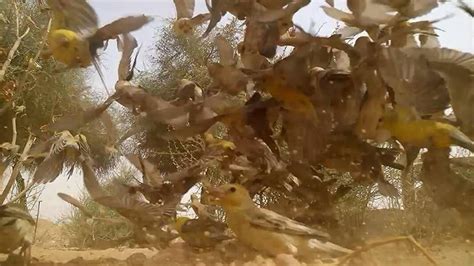 Big Flock Of Sudan Golden Sparrow At Tamanrasset Algeria Maghrebornitho
