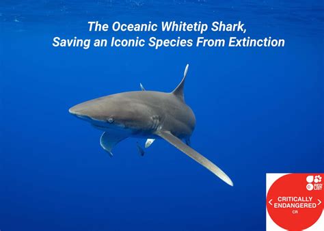 Pacific Tuna Managers Consider Shark Bycatch Reduction