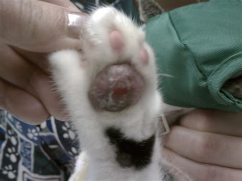 Purr Views Mushy Paw Pads In A Cat