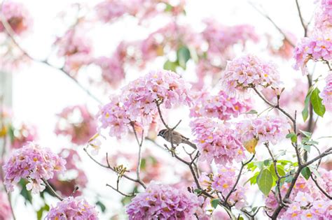 분홍색 트럼펫 트리나 Tabebuia 아 신선한 분홍색 꽃과 태국에서 1 월과 2 월 동안 피는 달콤한 핑크 꽃 분홍색 트럼펫