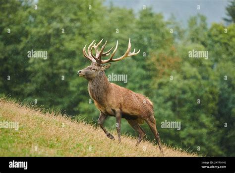 Rothirsch Cervus elaphus Männchen bei der Brunft in den Alpen Herbst