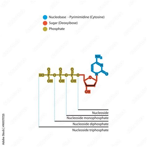 Diagram Of Nucleoside Deoxycytidine Mono Di And Trip Phosphate Skeletal Structure Schematic