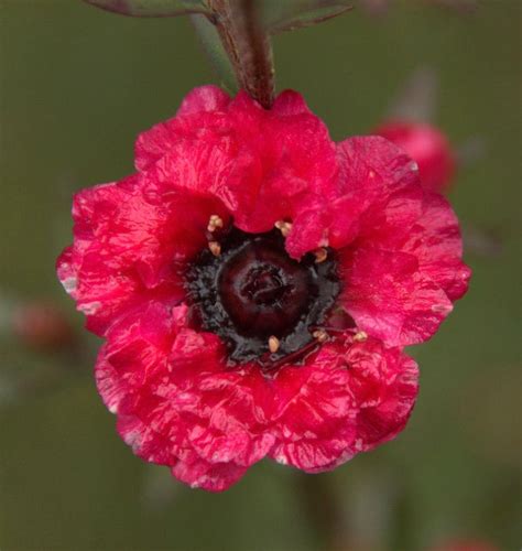 Leptospermum Scoparium Cv Red Damask New Zealand Tea Tree Manuka