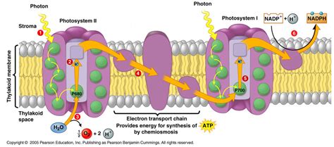 Photosystem 1 And 2 Diagram Quizlet
