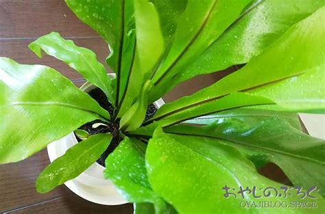 なんだアビスってシマオオタニワタリの園芸品種のことだったんだ おやじのぶろぐ