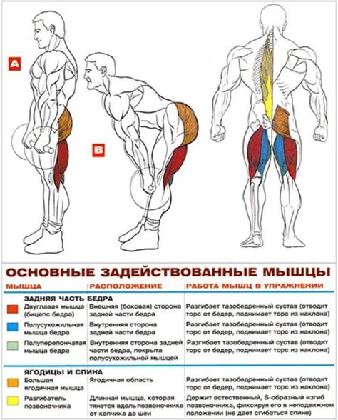 Румынская становая тяга мышцы Упражнения Схемы упражнений