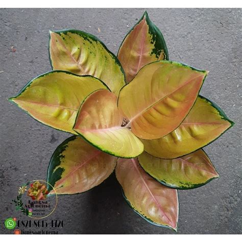 Jual Aglonema Sultan Brunai Murah Anakan Aglonema Sultan Brunai Mutasi Murah Tanaman Hias