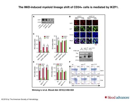 Imid Compounds Affect Cd34 Cell Fate And Maturation Via Crbn Induced Ikzf1 Degradation By