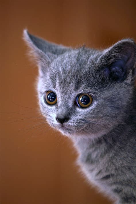 Mistykit Warrior Cats Oc Wiki Fandom