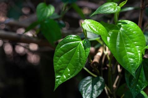 Redakan Asam Urat Dengan Daun Sirih Cina Begini Caranya