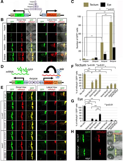 Pc Selective Bidirectional Expression System A Schematic View Of The Download Scientific