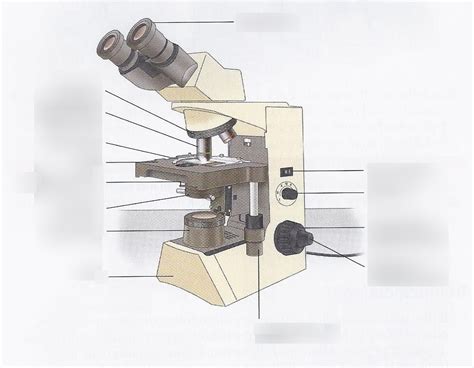 Lab Practical Review Microscopy 2 Diagram Quizlet
