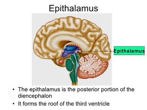 Epithalamus Diagram