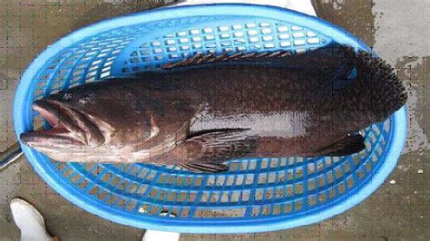 寒冬潛水捕魚龍躉石斑故技重演躲在鮑魚筐水冰魚精 探海漁人 YouTube