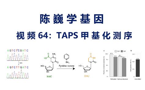 【陈巍学基因】视频64：taps甲基化测序方法 哔哩哔哩 ゜ ゜ つロ 干杯~ Bilibili