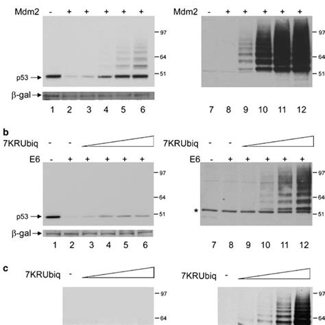 7kr Ubiquitin Only Partially Protects P53 From E6 Mediated Degradation